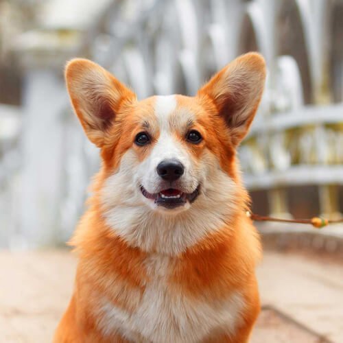 Alessia Max - Dog Sale