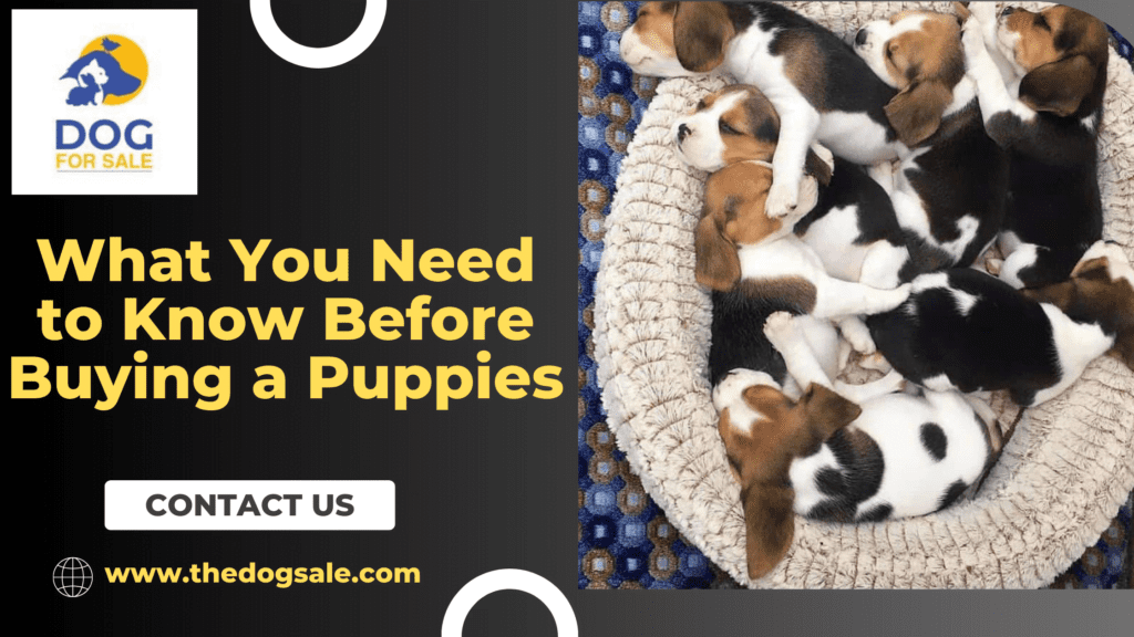 What you need to know before buying puppies - Dog Sale